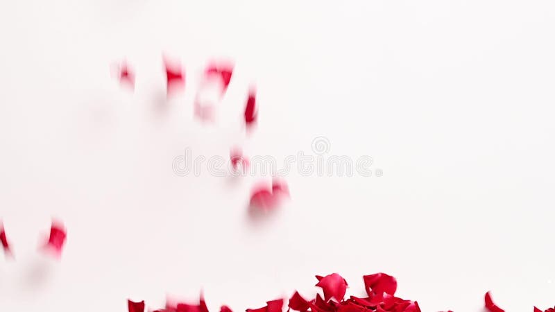 Red rose leaves falling stock footage. Video of floral - 346316654