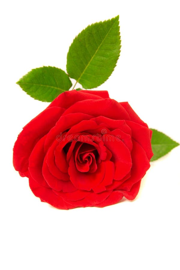 Red rose isolated stock image. Image of isolatedbackground - 29748163