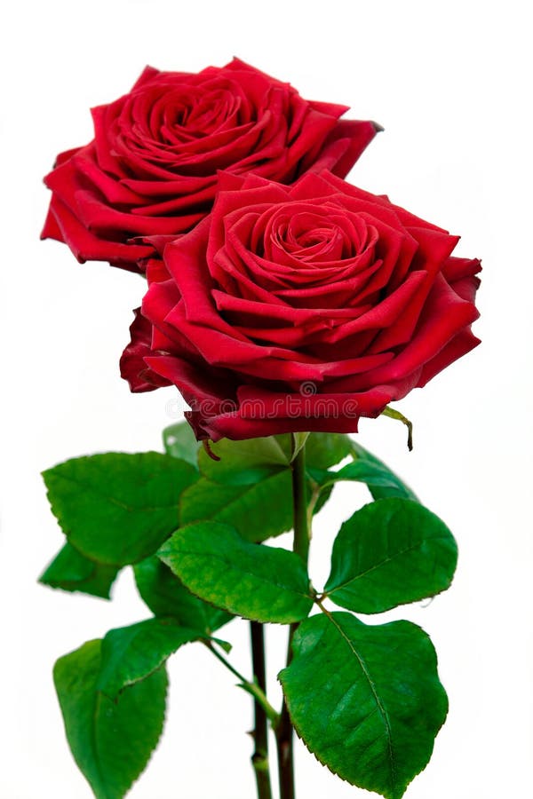 Red rose stock image. Image of isolated, fragility, floral - 35380181