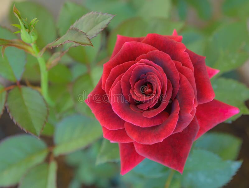 Red Rose with Leaves stock photo. Image of bloom, leaves - 145860250