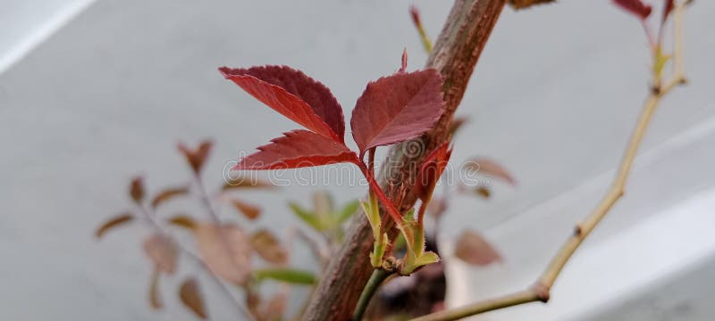 Red Rose Leaves with White Background. Stock Image - Image of spring ...