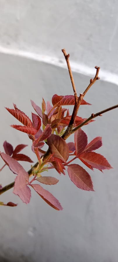 Red Rose Leaves with White Background. Stock Photo - Image of leaves ...