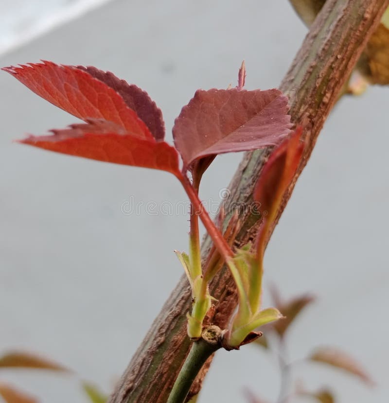 Red Rose Leaves with White Background. Stock Photo - Image of maple ...