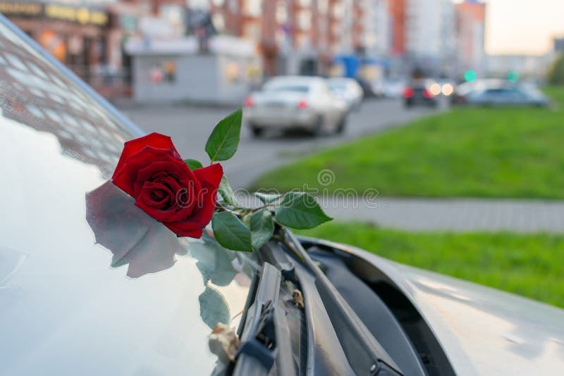 Red Rose Left To Wither on a Bench As a Symbol of Separation and ...