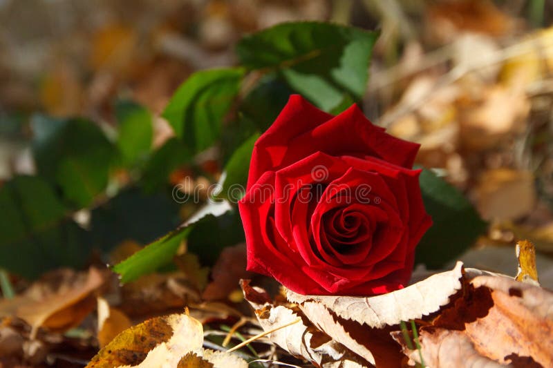 Red Rose on Fallen Leaves with Sun Background Stock Photo - Image of ...