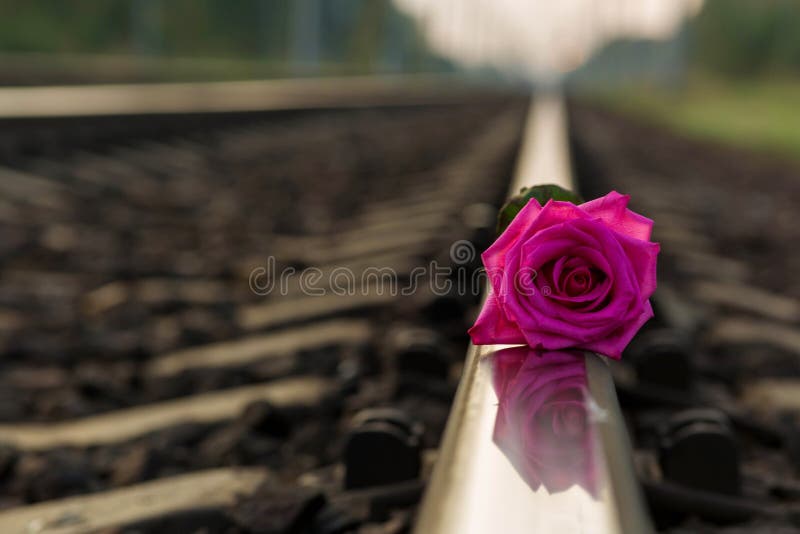 Railway Tracks in the Middle of the Forest and Field with Trees in ...