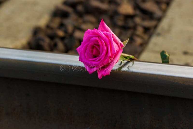 111 Rose Train Tracks Stock Photos - Free & Royalty-Free Stock Photos ...