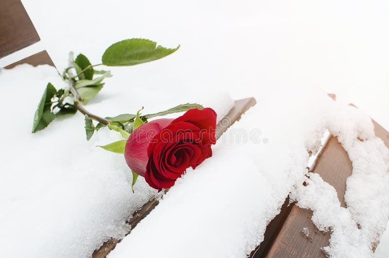 A Red Rose Lies on a Snow-covered Bench in the Park Stock Image - Image ...