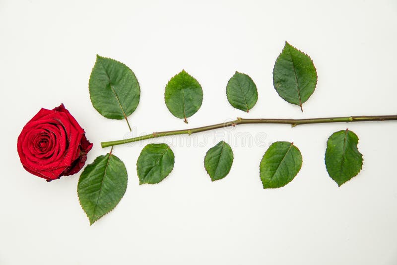 Red Rose that Lies on a White Base and is Surrounded by Green Leaves ...