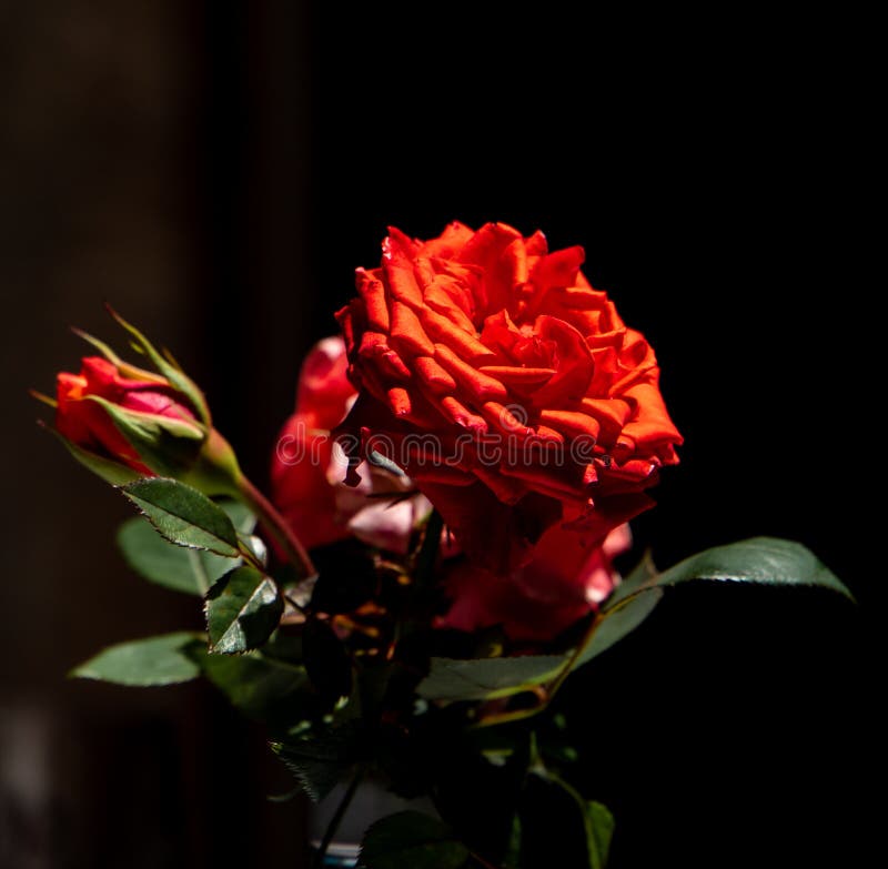 Rose in the light stock photo. Image of plant, rose - 144559836