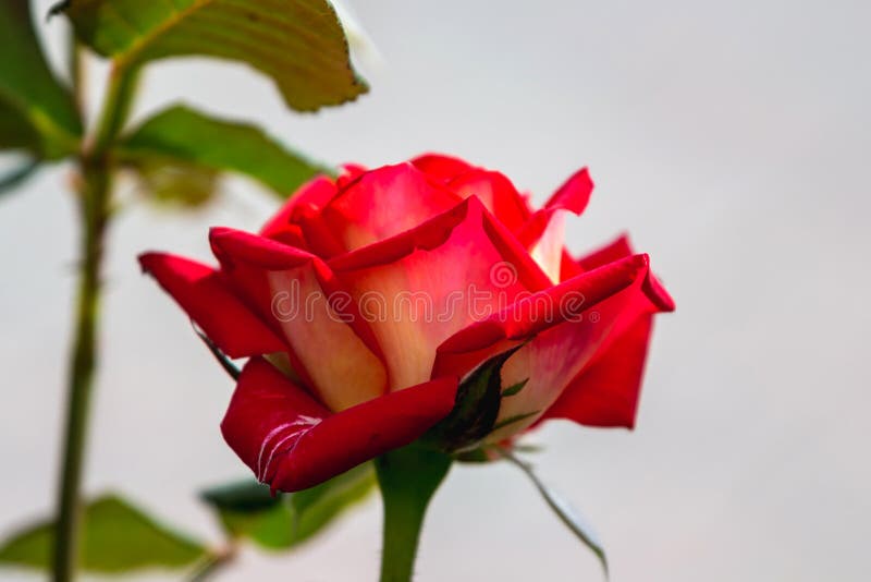 Red Rose on a Light Background. Spring and Summer Flowers_ Stock Photo ...