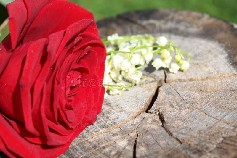 Red Rose and Lily of the Valley on a Weathered Tree Trunk Stock Photo ...