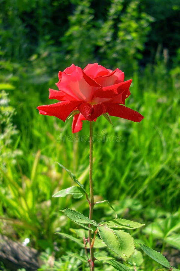 Red Rose on a Long Stalk in the Sun. on a Blurred Background in the ...