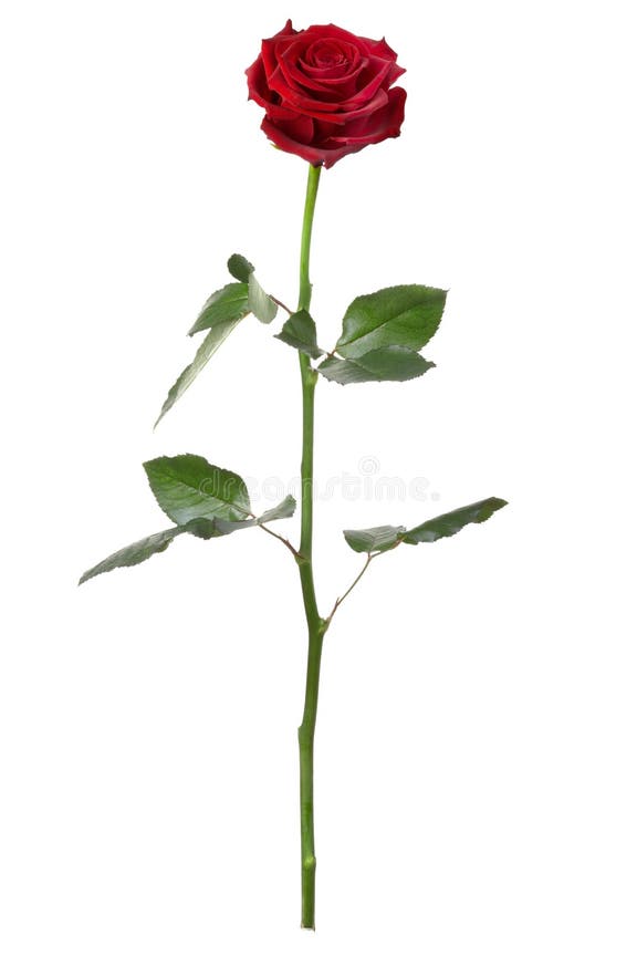 Red rose, long stem stock photo. Image of symbol, background - 17812754