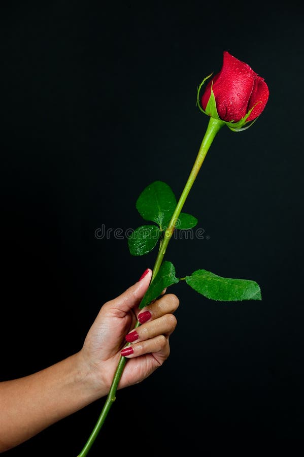 Red rose lying on computer stock photo. Image of email - 2447070