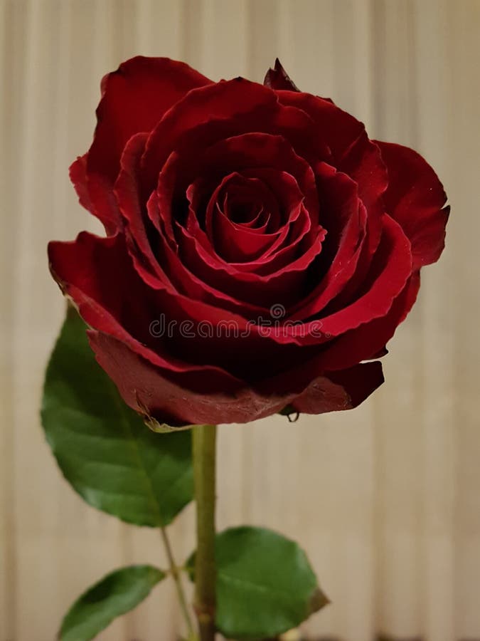 Red rose of love stock photo. Image of couple, rose - 130408742