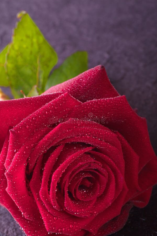Red rose for love stock photo. Image of beauty, single - 31253456
