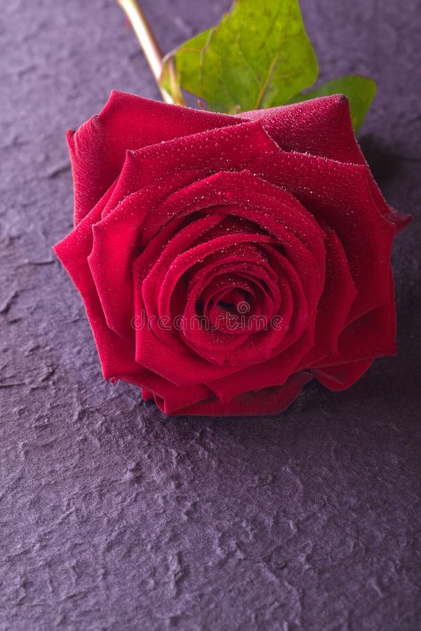 Red Rose for Love Wedding and Valentine Stock Photo - Image of wedding ...