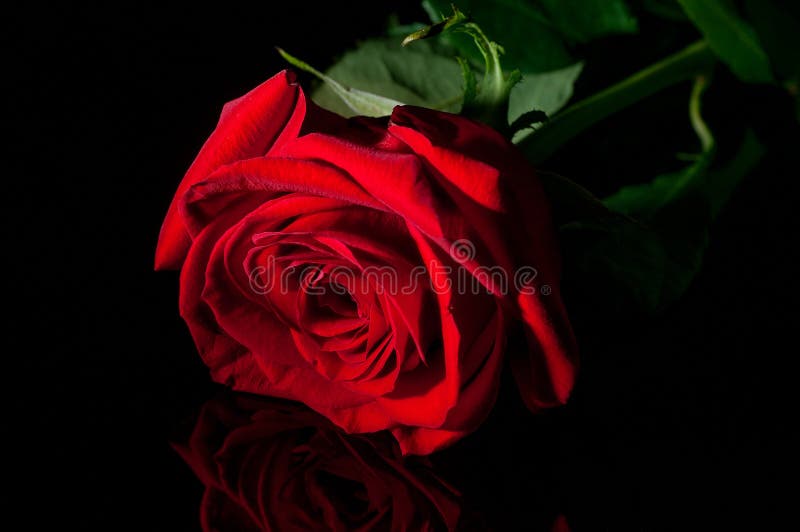 Red Rose in Low Key Shot in Studio with Artificial Lights Stock Photo ...