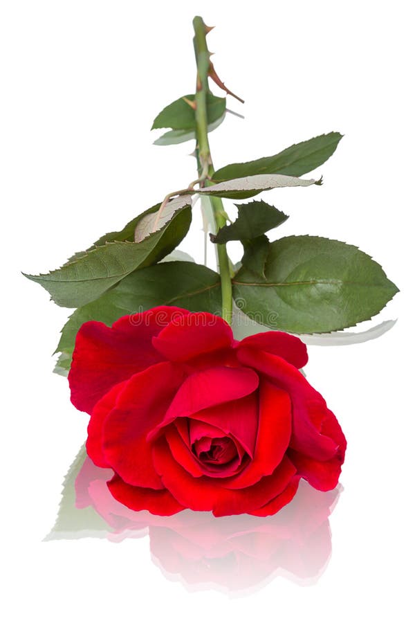 Red rose lying on computer stock photo. Image of email - 2447070