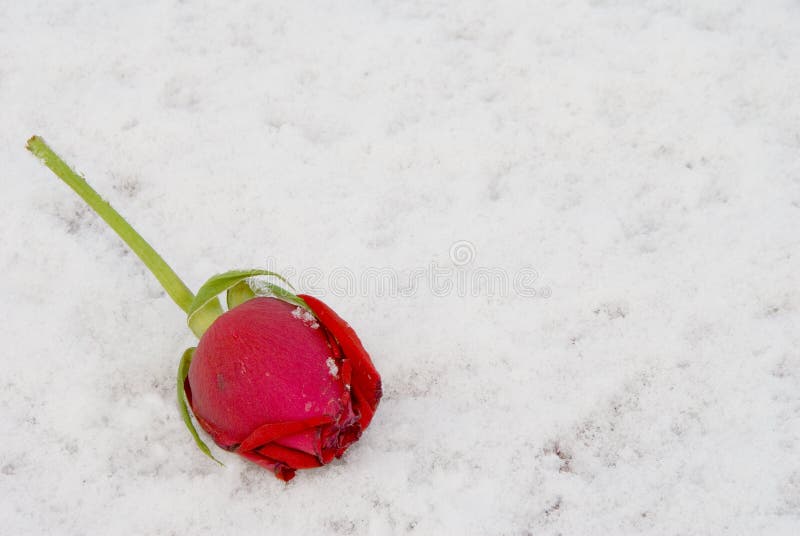Red rose lying on computer stock photo. Image of email - 2447070