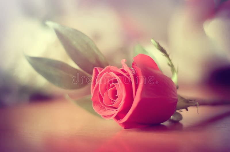 Red Rose Lying on the Table Stock Photo - Image of wood, romance: 84849636