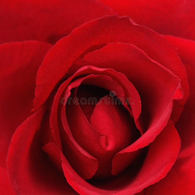 Red rose macro stock image. Image of macro, fragrant - 12484101