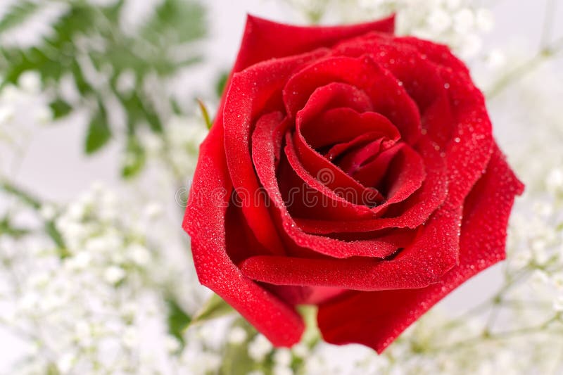 Red rose, macro stock image. Image of leaf, bunch, blossom - 16385507