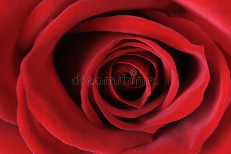 Red Rose Macro stock photo. Image of flower, rich, romantic - 2237198