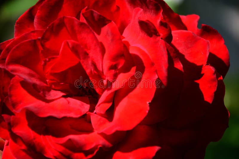 Red rose macro stock photo. Image of selective, beautiful - 156796152