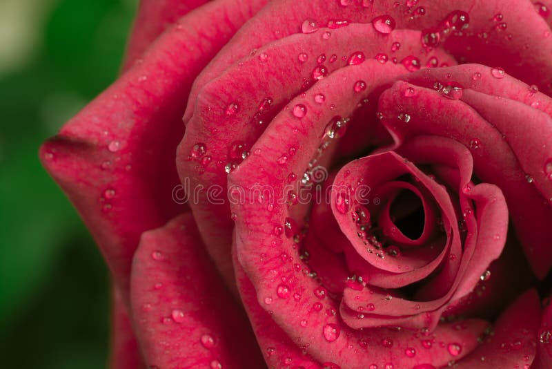 Red Rose Macro stock image. Image of freshness, macro - 69908783