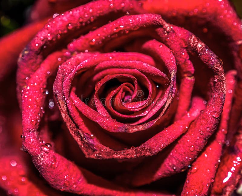Red rose (macro) stock image. Image of macro, beauty - 53198043