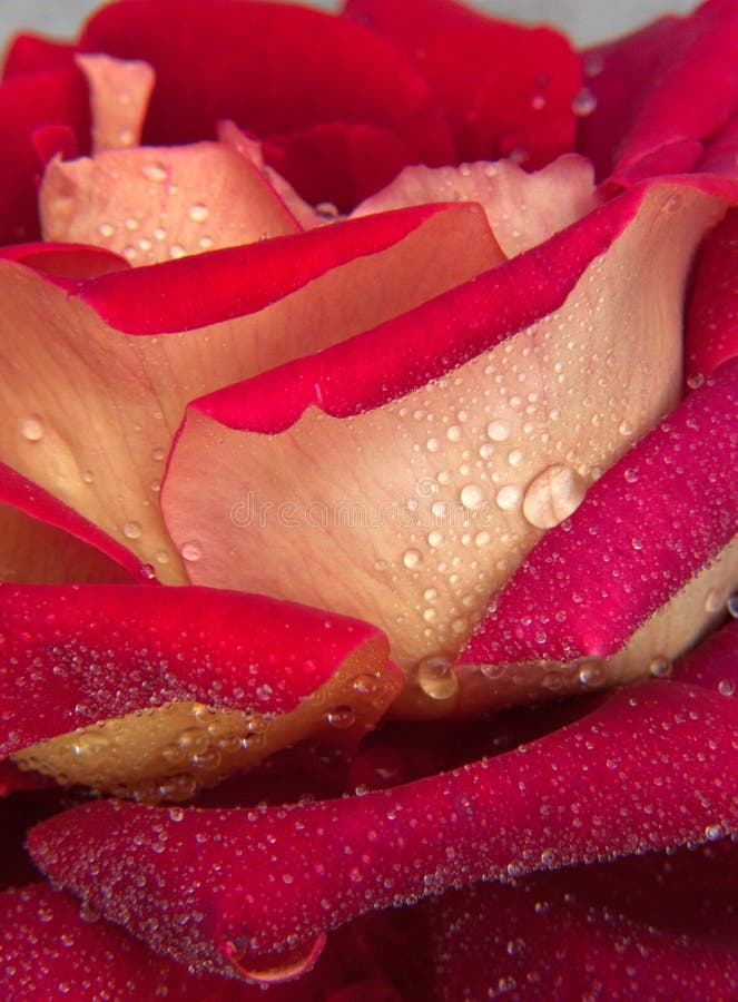 Red Rose Macro. stock image. Image of floral, plant, roses - 56480607
