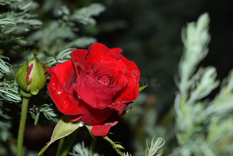 Red rose stock photo. Image of night, rose, macro - 129016050