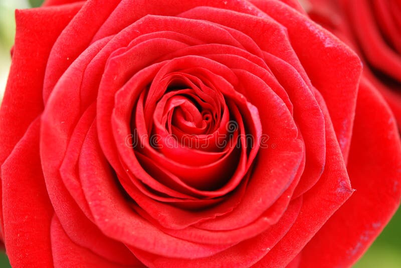 Red rose in macro stock image. Image of plant, bright - 69683491