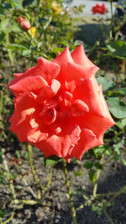 Red rose stock photo. Image of magnificent, sunny, blooming - 77008242