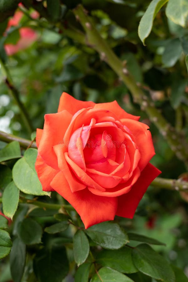 Red Rose with Many Layers of Petals Stock Image - Image of redrose ...