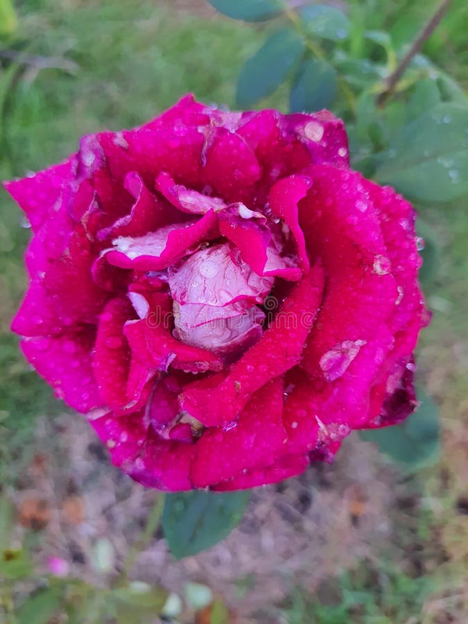 Red Rose with Many Water Drops, Selective Focus, Stock Photo - Image of ...