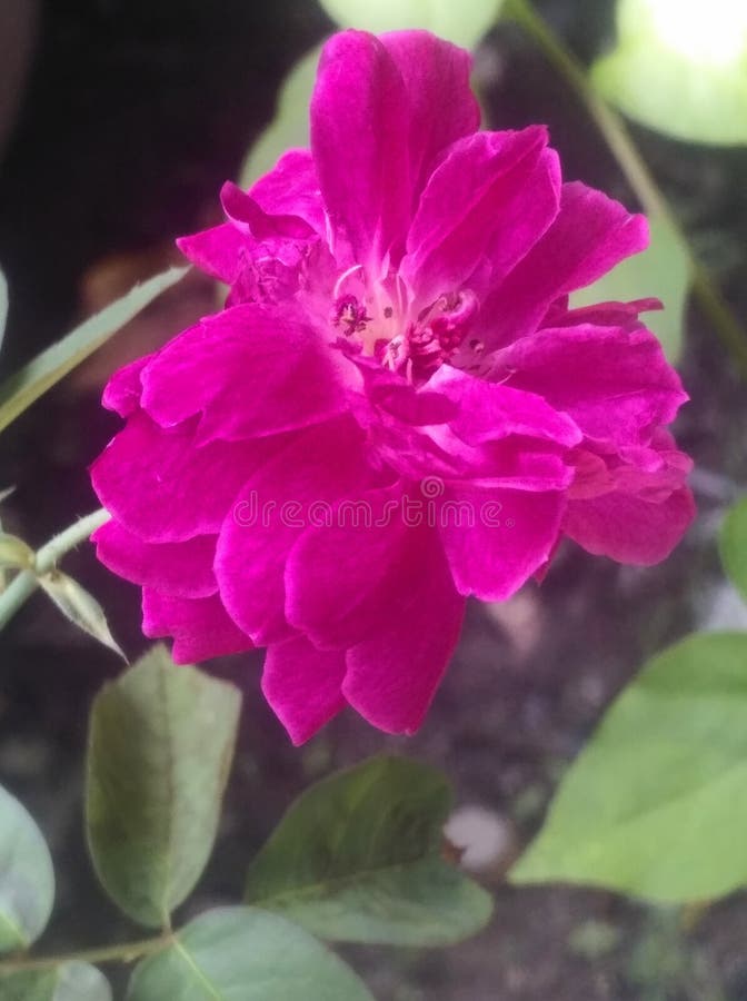 Red Rose Mawar Merah Indonesia Stock Image - Image of wildflower, merah ...