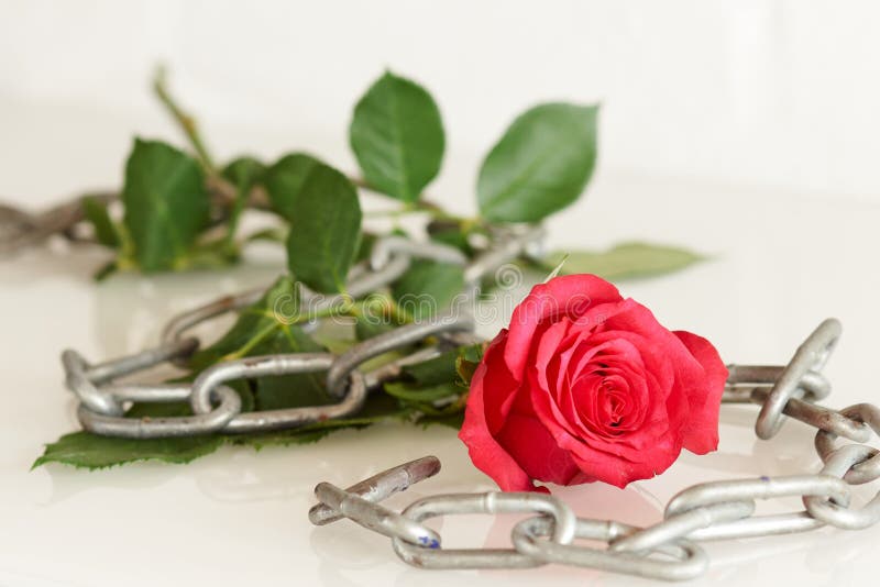 Red Rose with Metal Chain - Series of Red Roses Stock Photo - Image of ...