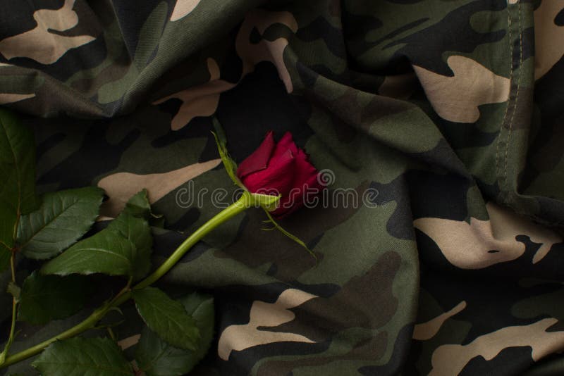 Gun and Red Rose on Military Camouflage Uniform Stock Image - Image of ...