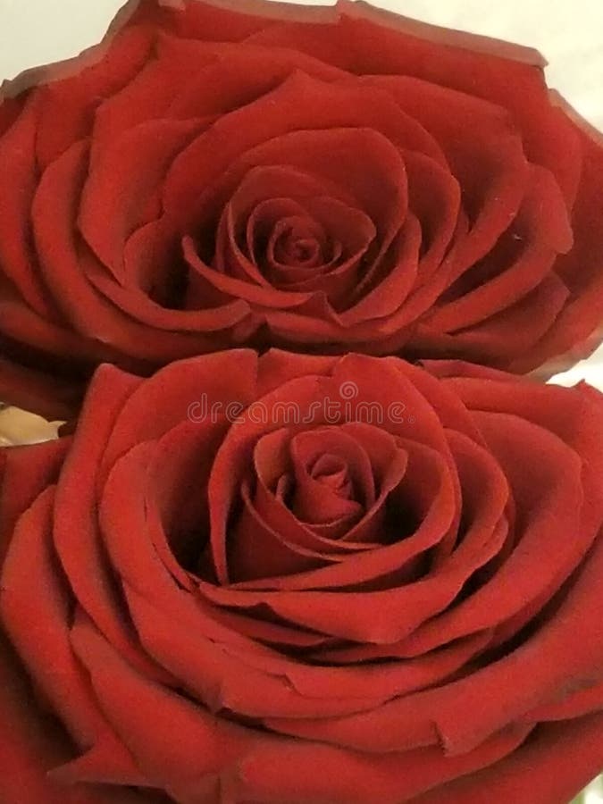 Red rose in mirror stock image. Image of flower, peach - 105411831