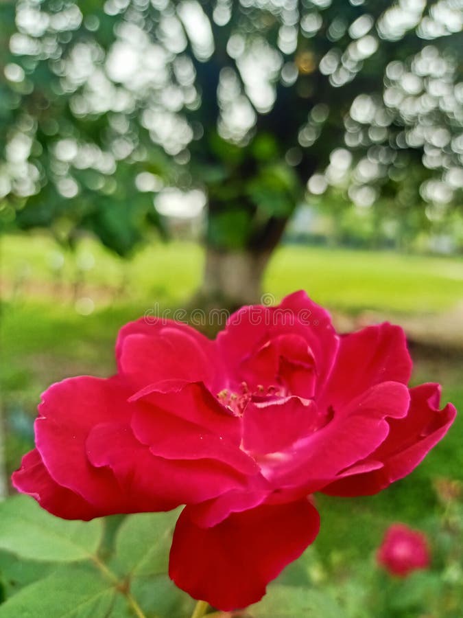 A red rose in morning stock image. Image of love, nature - 227057453