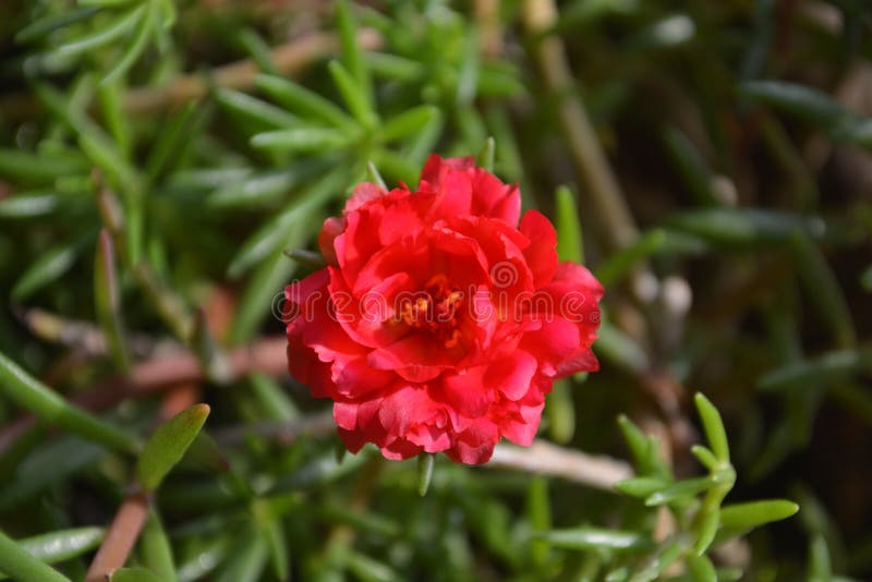 Red Rose Moss Flower Blooming Stock Image - Image of flower, blooming ...