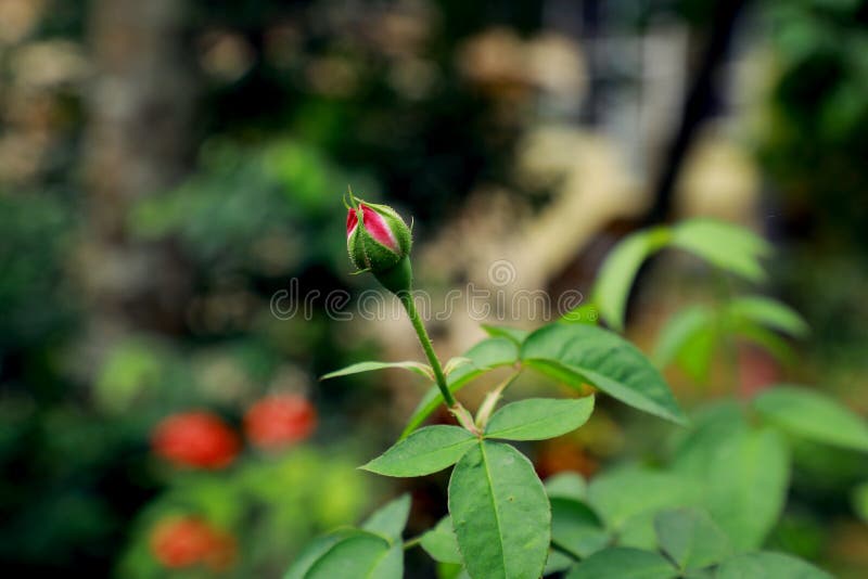 Red Rose mottu stock image. Image of rose, mottu, nature - 165760967