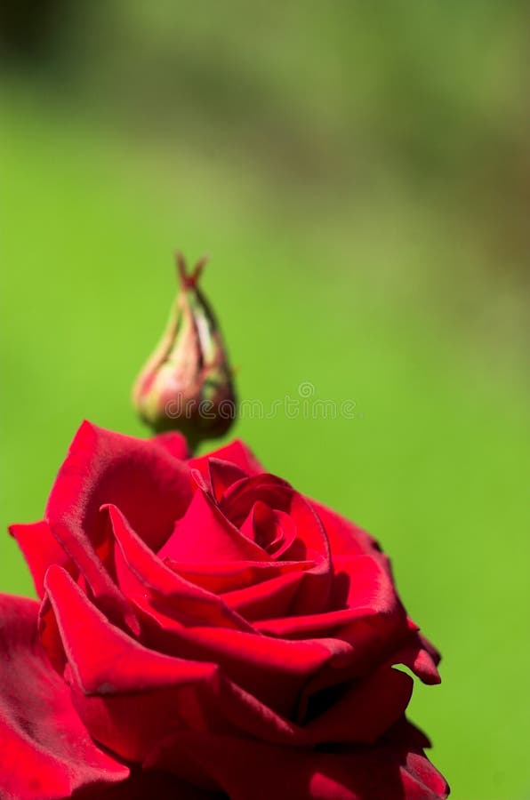 Red Rose on a Mum S Summer Residence-2 Stock Photo - Image of ...