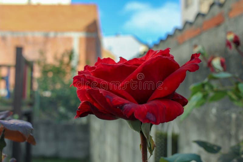 Red Rose in My Garden during Summertime Stock Image - Image of leaf ...