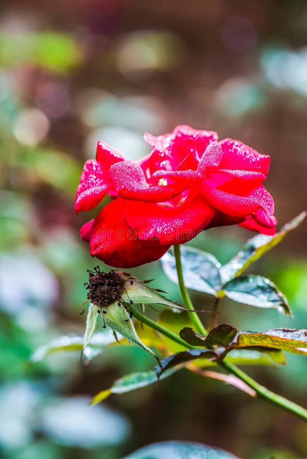 Red Rose with Natural Background Stock Image - Image of simplicity ...