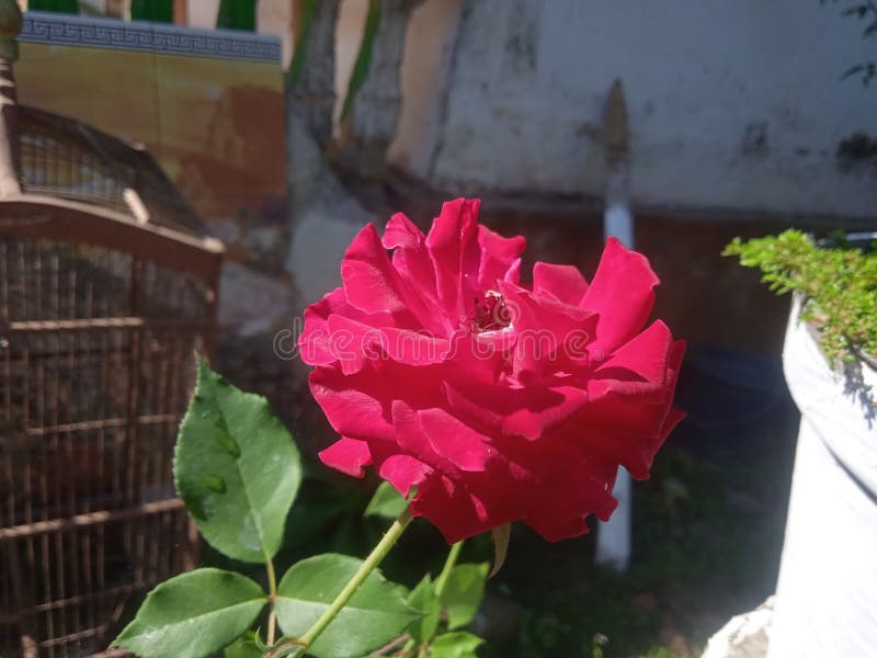 Red Rose with Natural Color of Petal Stock Image - Image of color ...