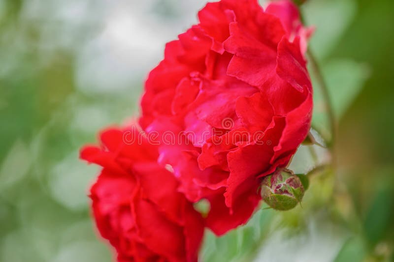 Red Rose on a Natural Green Background Stock Photo - Image of blooming ...
